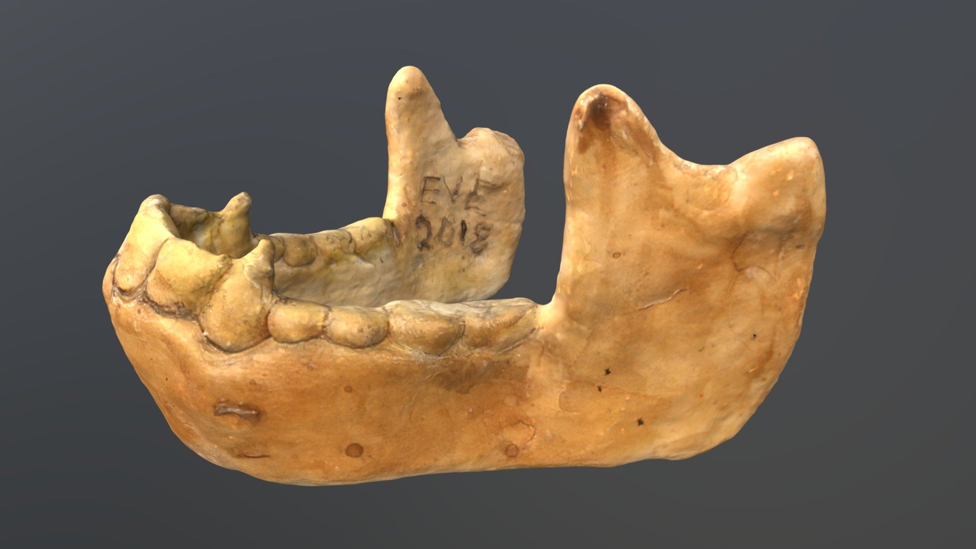 Proconsul SAJ - Jaw - 3D model by ericuswilsonensis [a66340f] - Sketchfab
