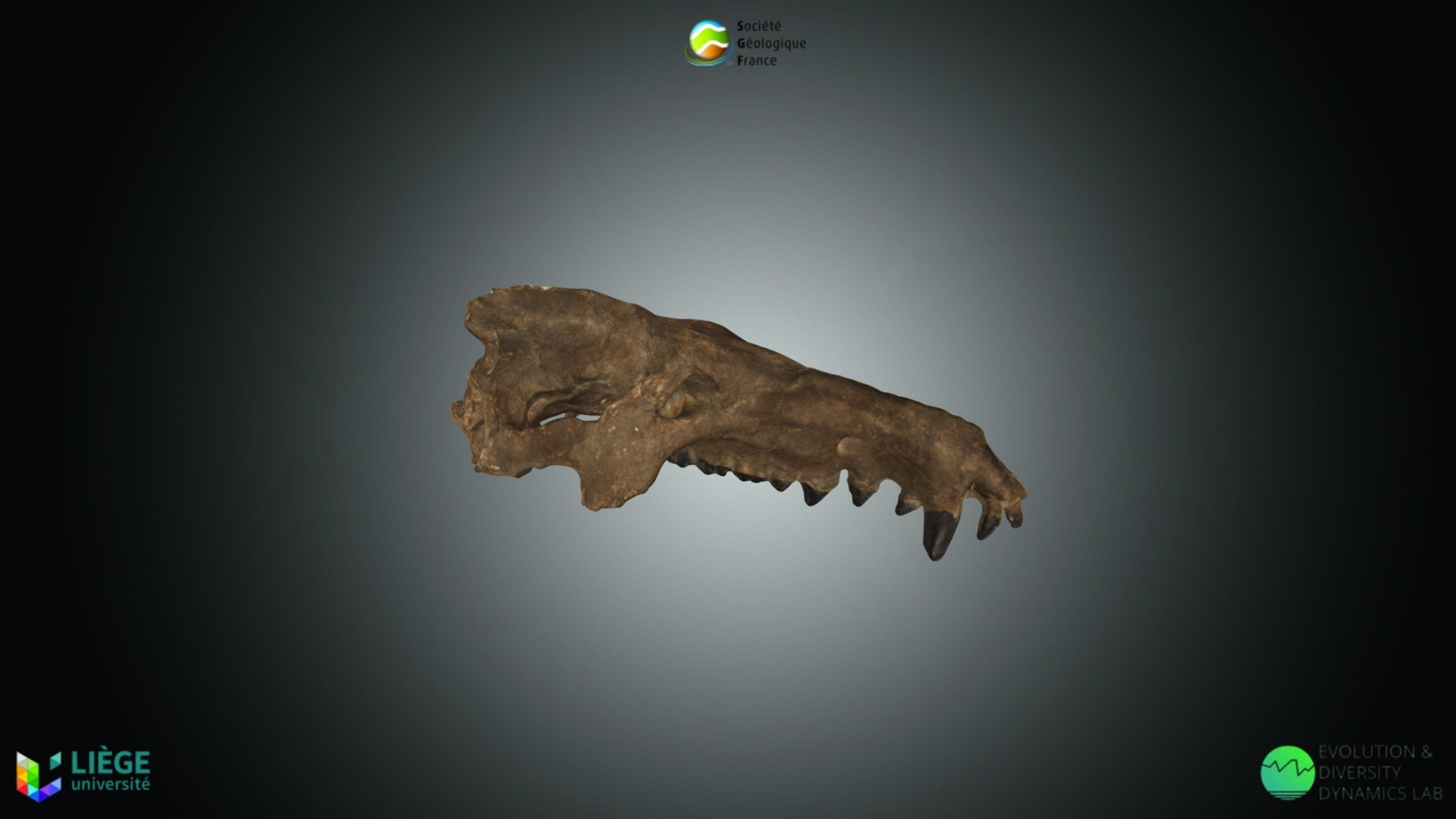 Mammifère – Crâne d'entélodonte - Download Free 3D model by Société ...