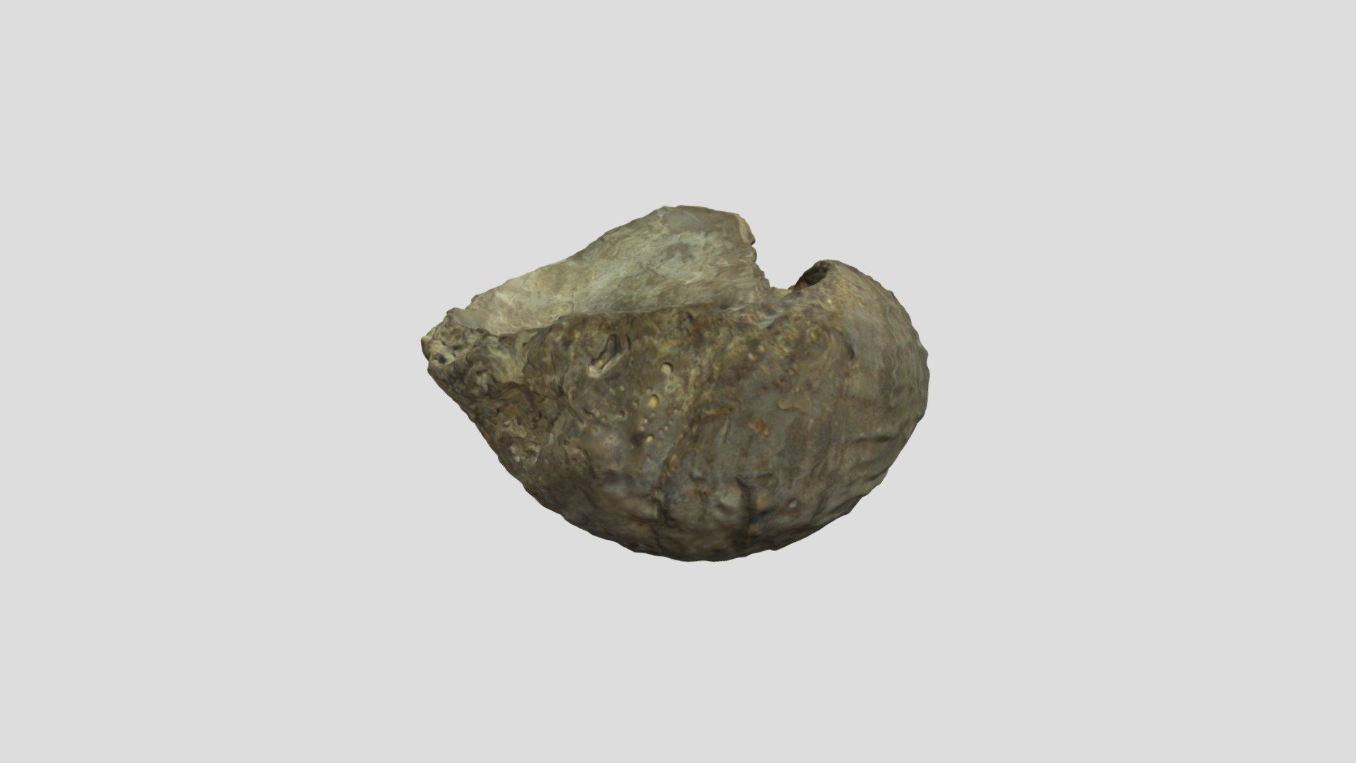 Shell Scan - 3D model by University of Wyoming Libraries (@uwlibraries ...