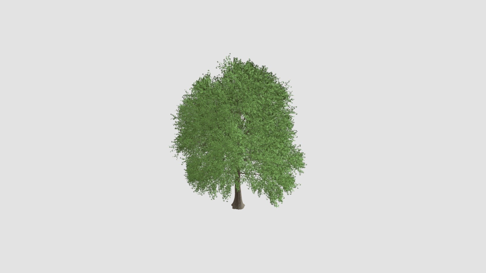 tree - Buy Royalty Free 3D model by Evermotion [a66dc17] - Sketchfab Store