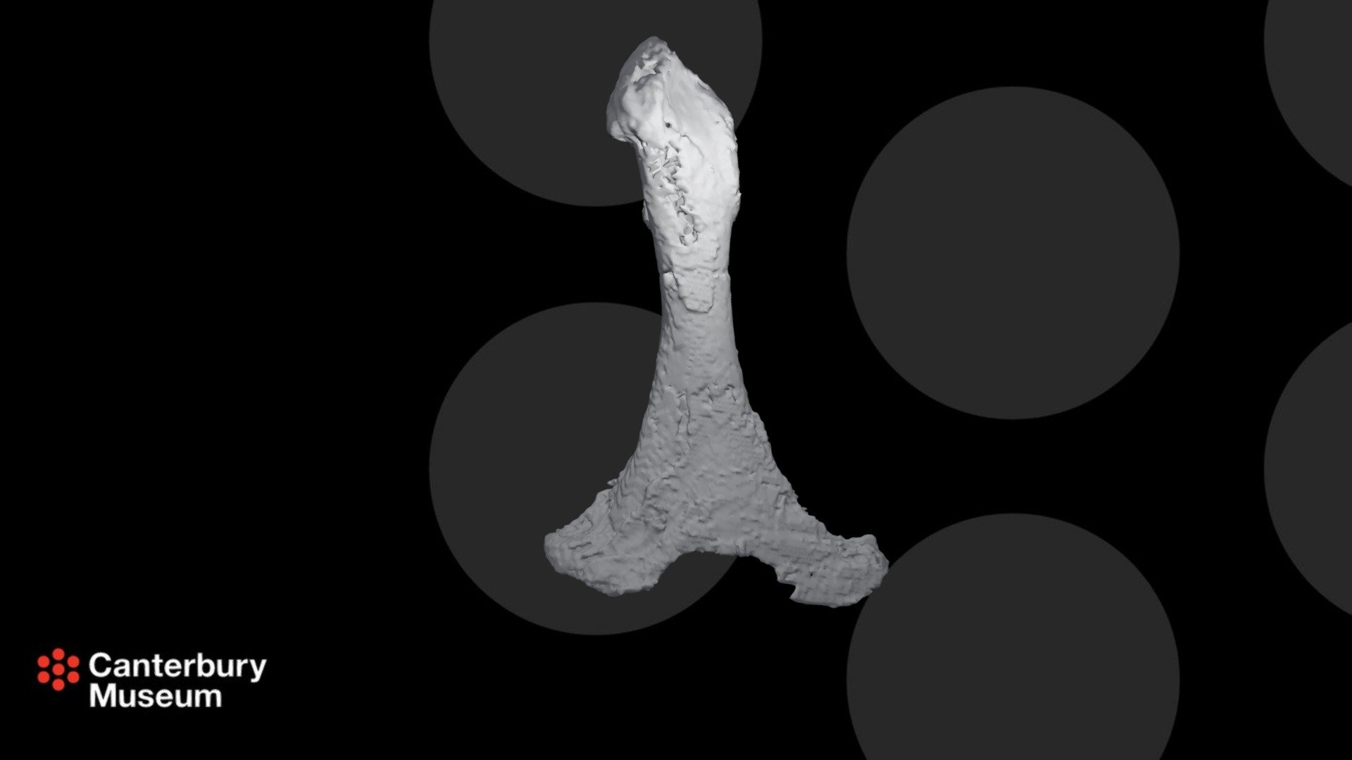 Protodontopteryx ruthae Left Coracoid - 3D model by Canterbury Museum ...
