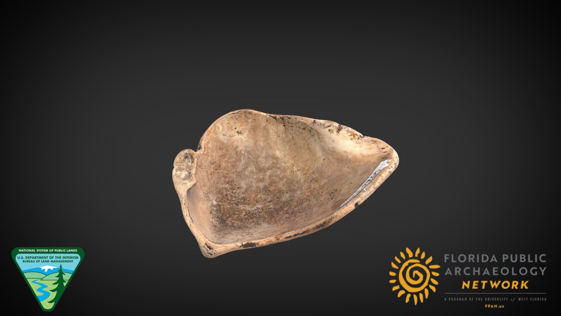 Shell Ladle - Download Free 3D model by Florida Public Archaeology ...