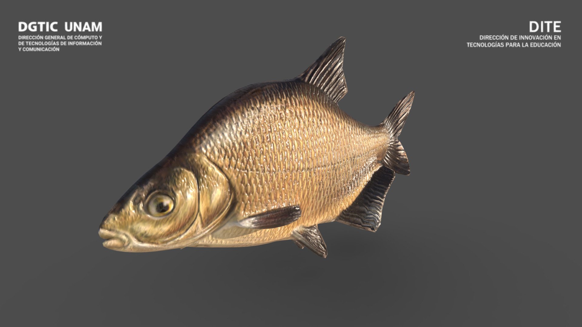Abramis brama - 3D model by UNAM | DGTIC | DITE | DRDE (@DRDE_UNAM ...
