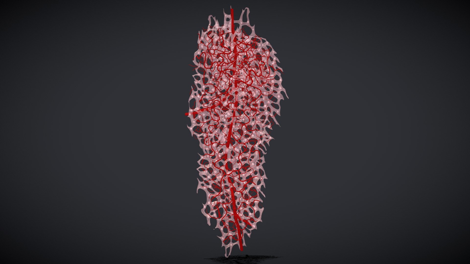 Sinoatrial Node - 3D model by University of Dundee, CAHID (@anatomy ...
