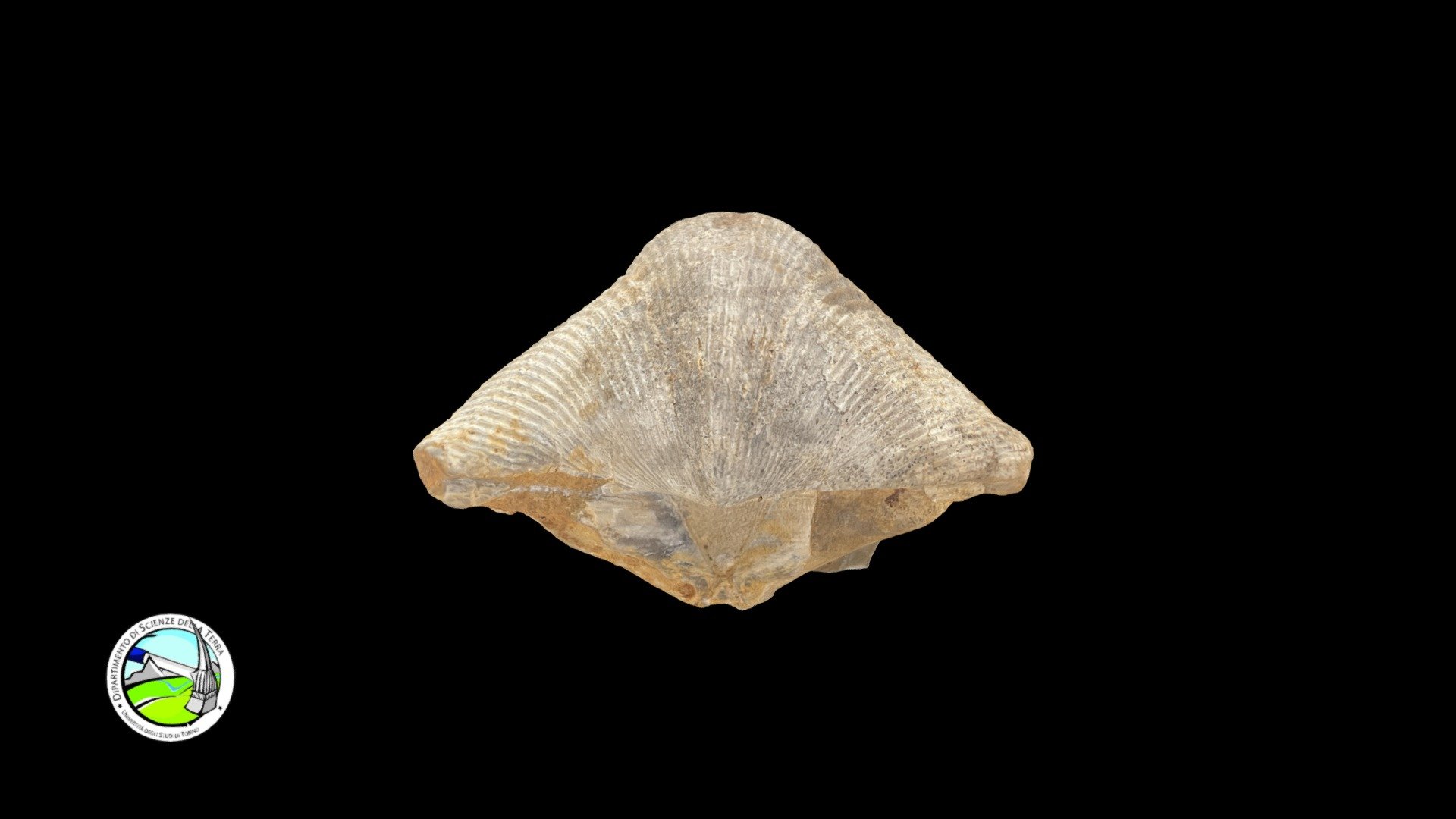 Spirifer - 3D model by Dipartimento di Scienze della Terra - UniTo ...