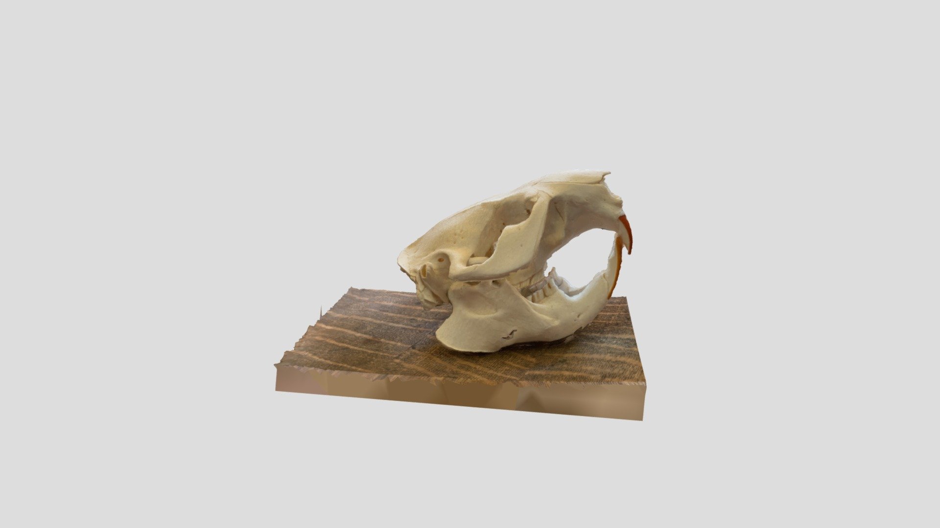 Scan 2022-12-04T19:27:11.768Z - Download Free 3D model by chris.nelder ...