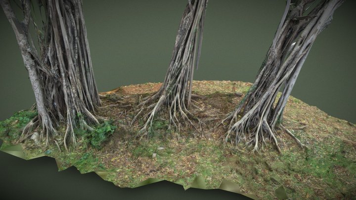 Pohon 3D models - Sketchfab