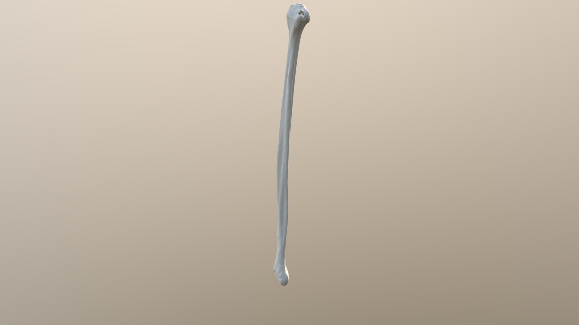 Fibula - 3D model by fothers [a67c7b3] - Sketchfab