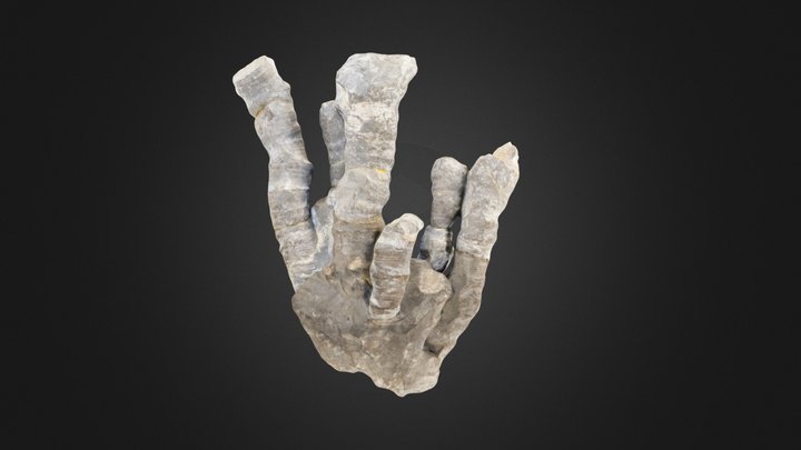 Fossil 3D models - Sketchfab
