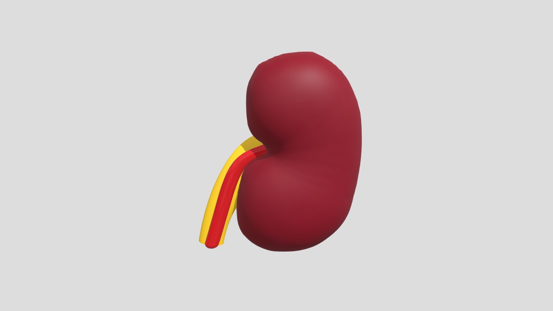 Kidney - 3D model by Naveera Zafar (@naveera1zafar) [a68acc1] - Sketchfab