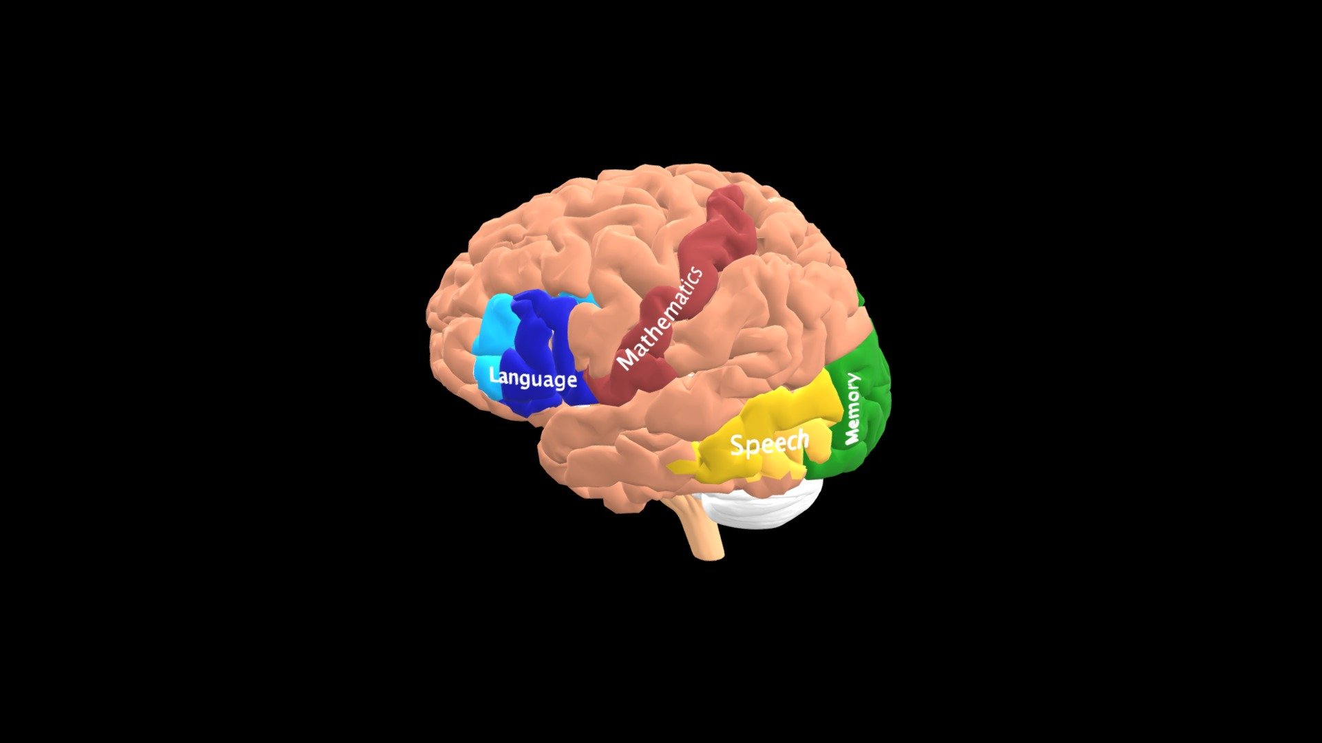 Kids Brain Development - 3D model by Ziegen [a68b36e] - Sketchfab