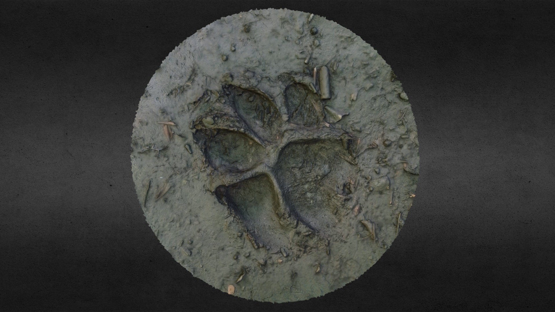 Wolf track - Buy Royalty Free 3D model by SenYul [a68ecce] - Sketchfab ...