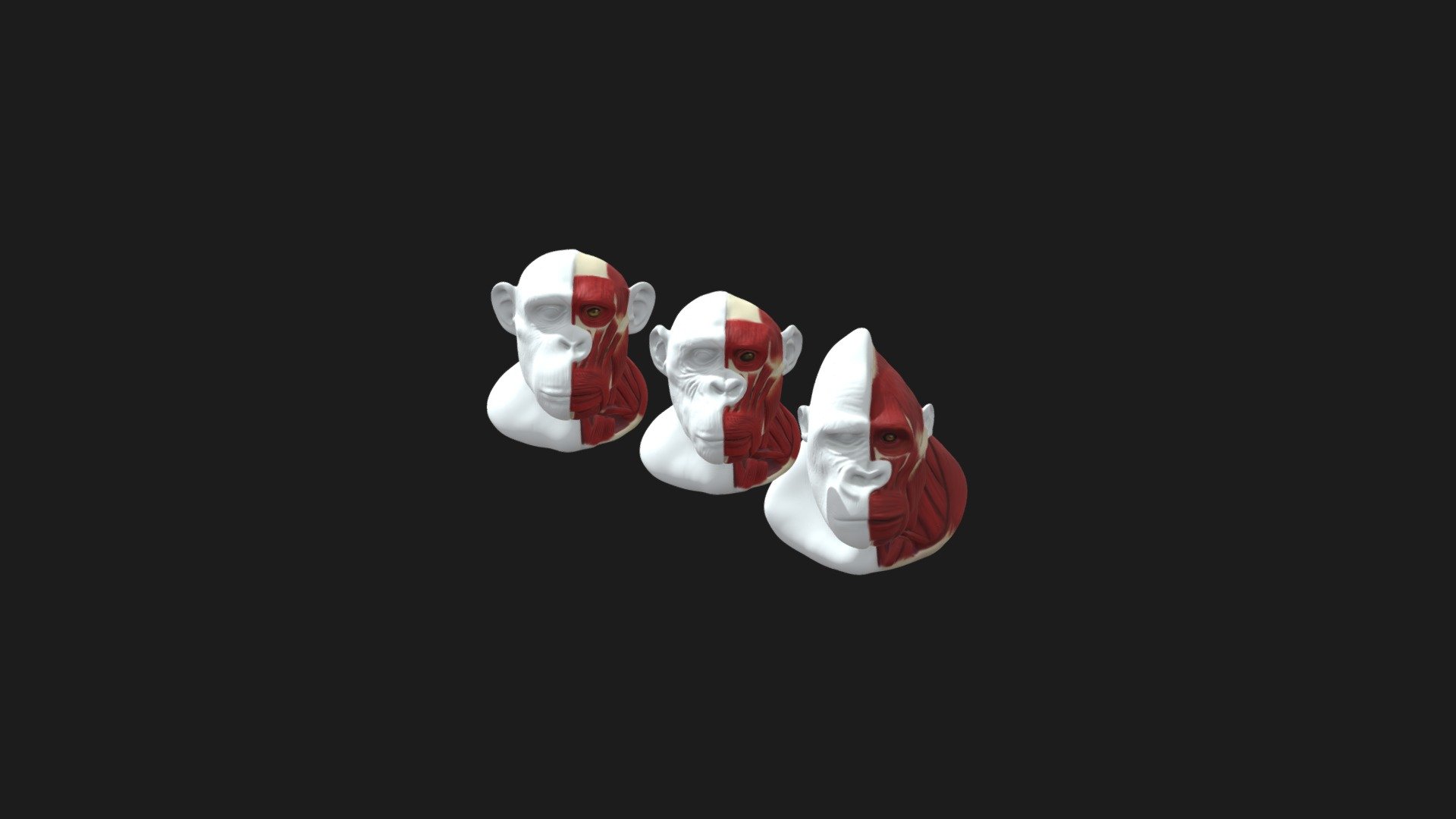 African Ape Head & Neck Reconstructions - Download Free 3D model by ...
