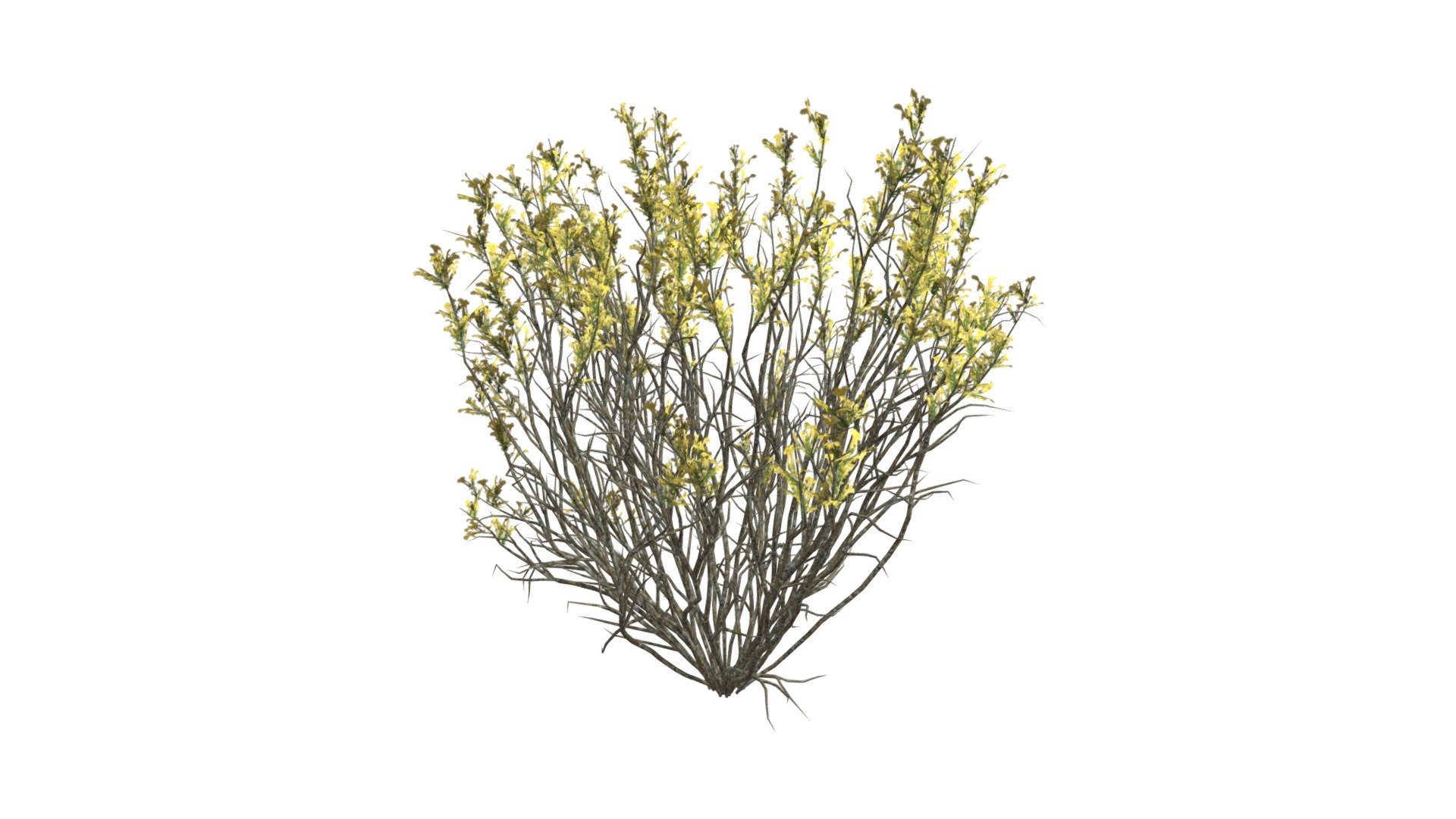Broom Snakeweed with Flowers #03 - Buy Royalty Free 3D model by ...
