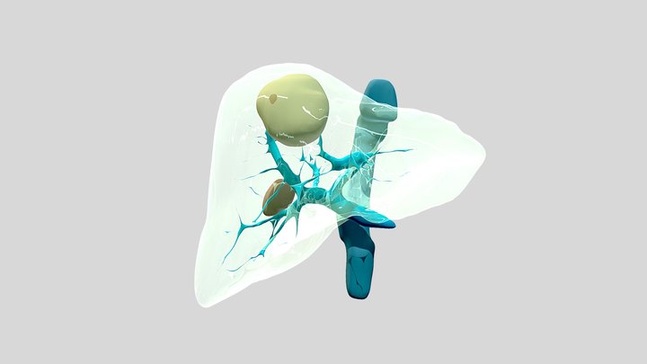 Liver 3D models - Sketchfab