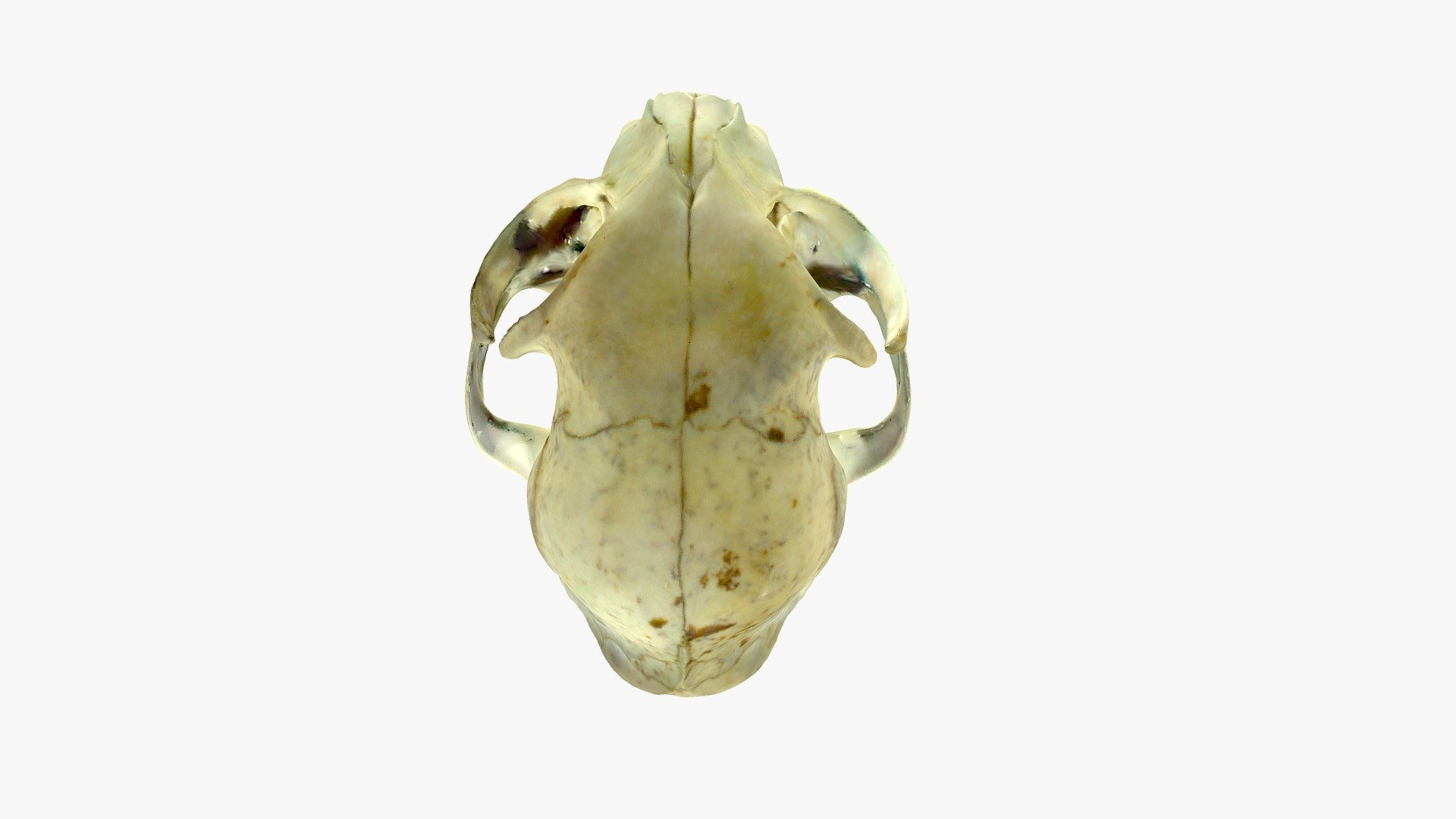 Feline Cranium - Annotated - Dorsal Structures - 3D model by rvcanatomy ...