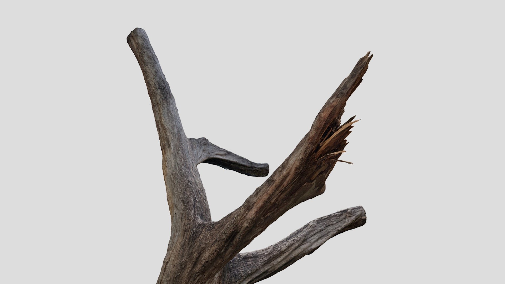 High Poly Tree Model - Buy Royalty Free 3D model by ScanLife [a69eefd ...