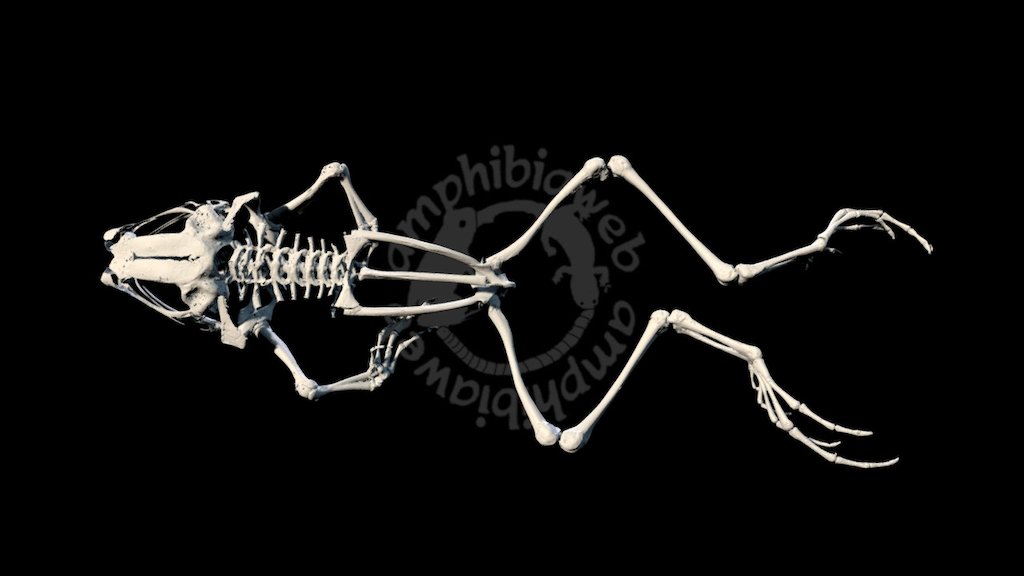 Rhinodermatidae: Rhinoderma darwinii - 3D model by Blackburn Lab ...