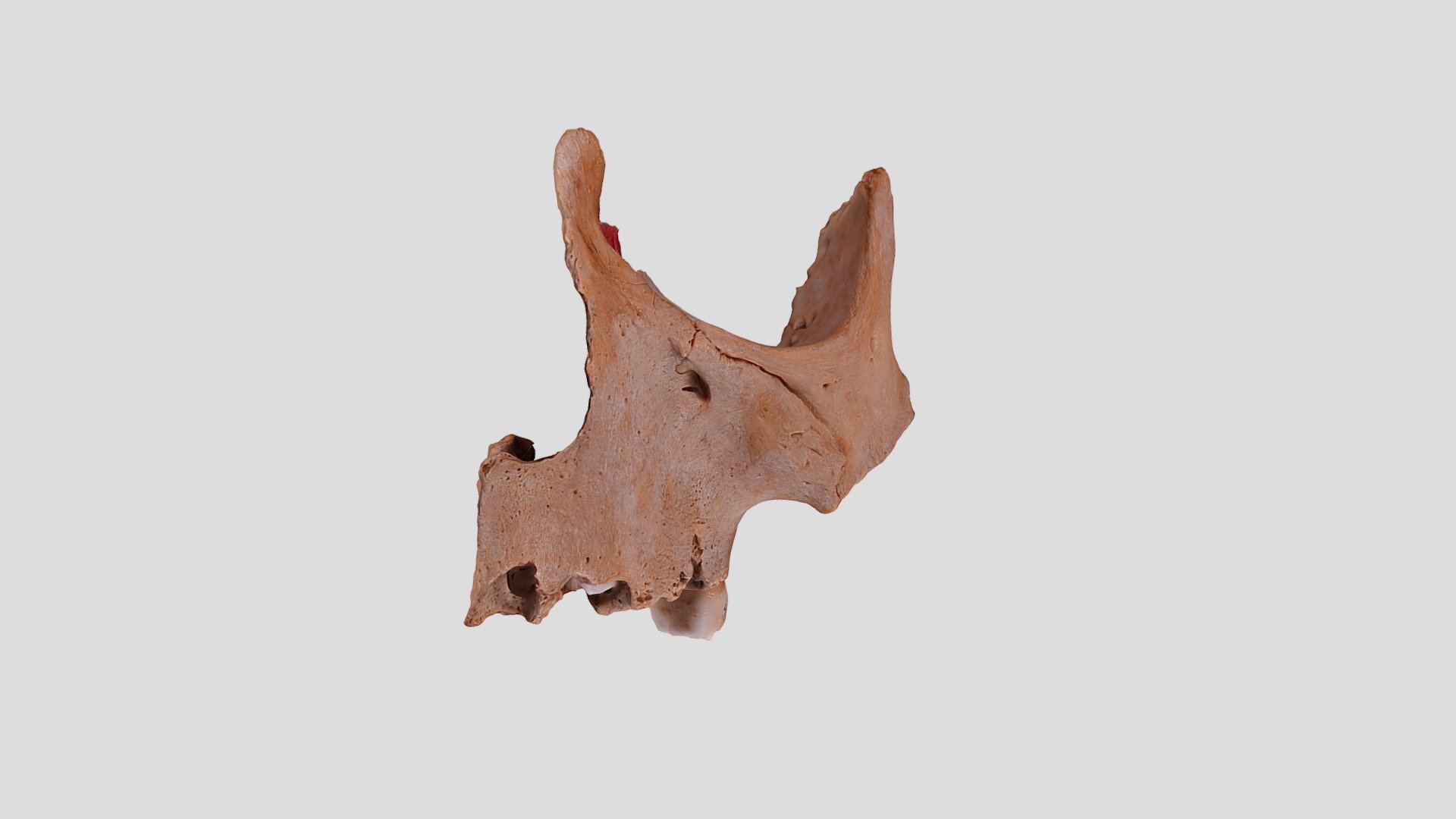 Left maxilla (and zygomatic bone) - 3D model by kucharm [a6a1b83 ...