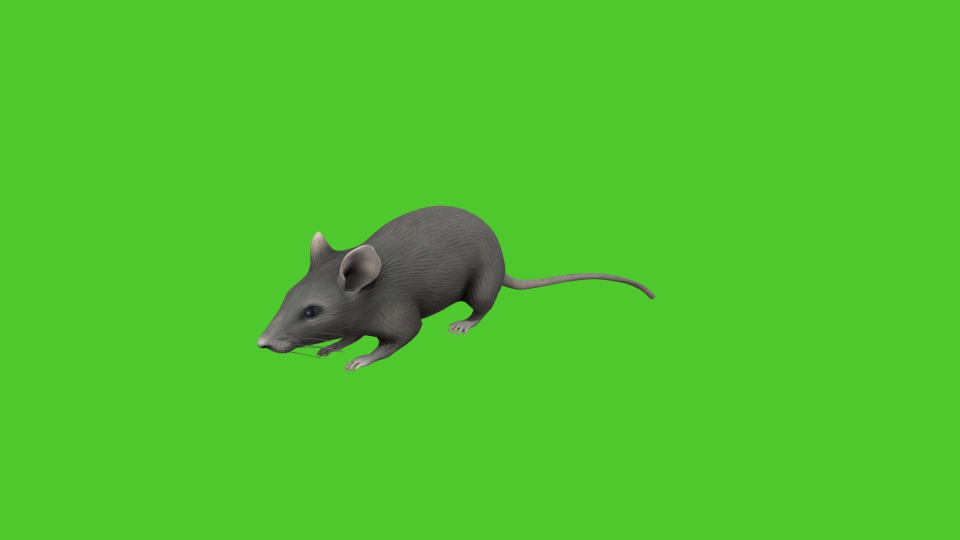 миша - Download Free 3D model by helgmaz [a6a1e32] - Sketchfab