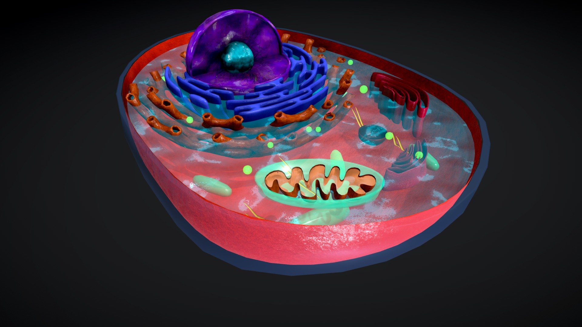 Animal cell Test model - 3D model by prasad r (@prasadrv) [a6a8b5d ...