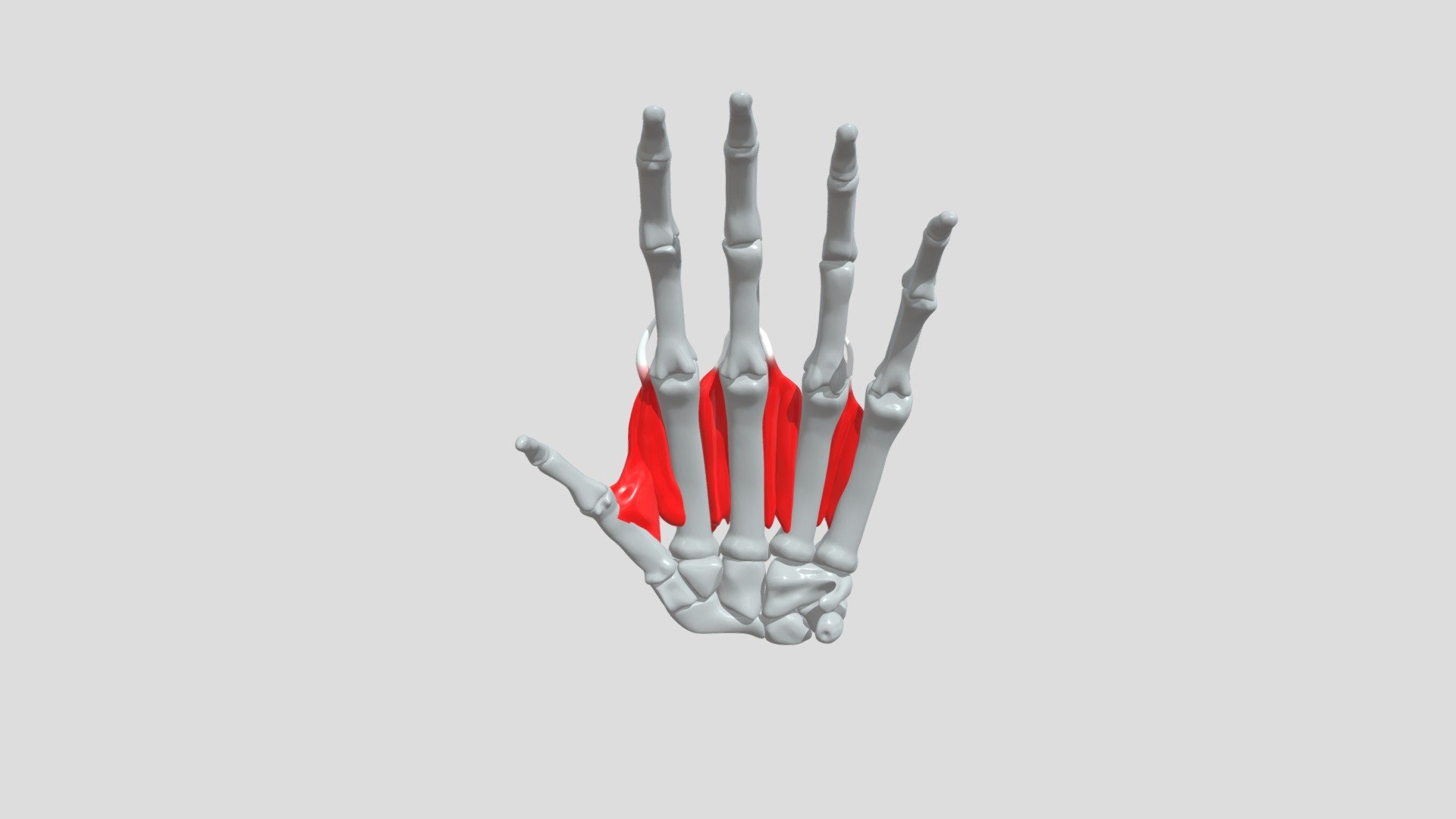 Dorsal Interossei - 3D model by shimxandr [a6a983d] - Sketchfab