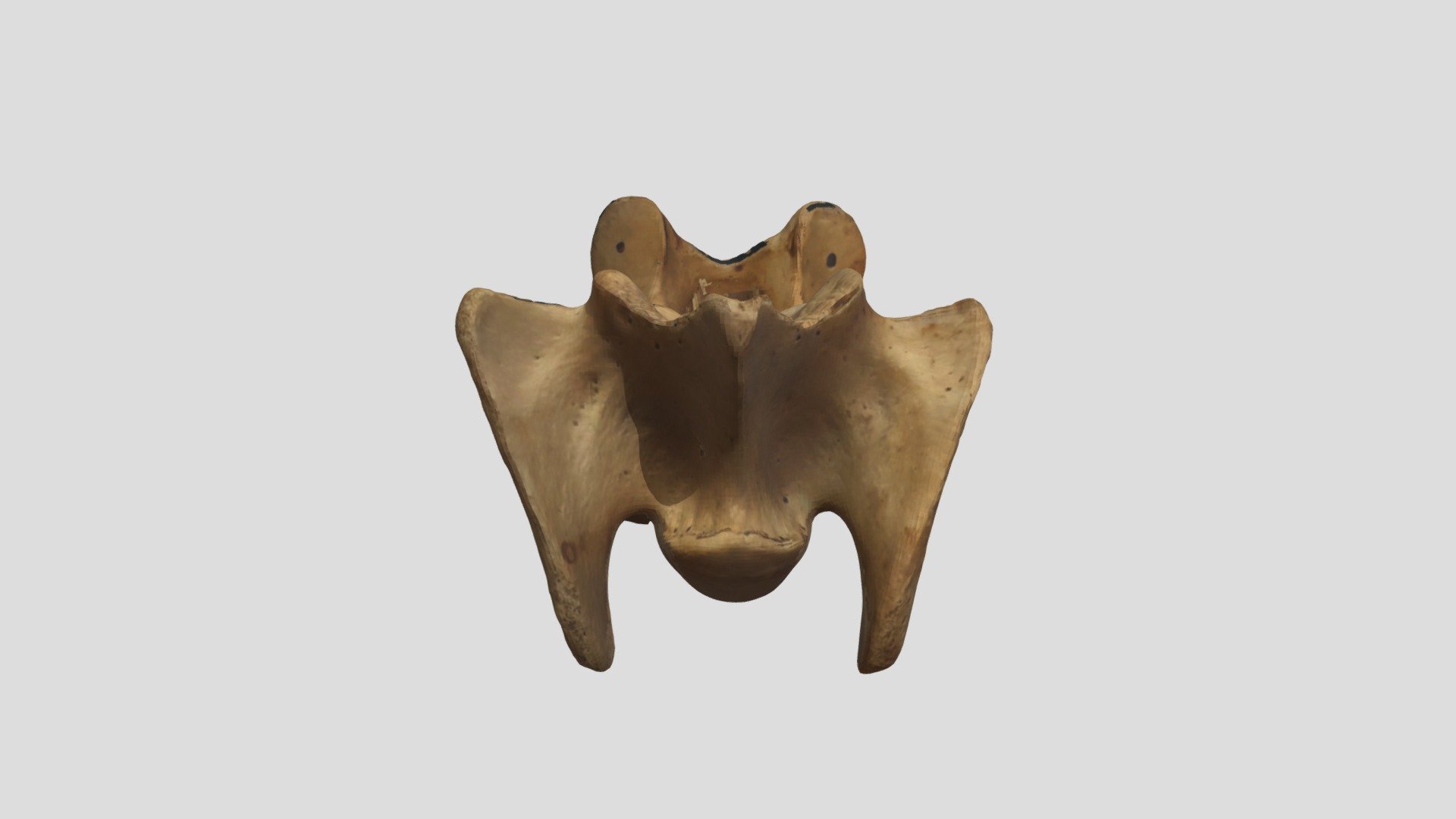Prototipo rápida UCT, Lab anatomía - 3D model by Damaris21 [a6abd1a ...