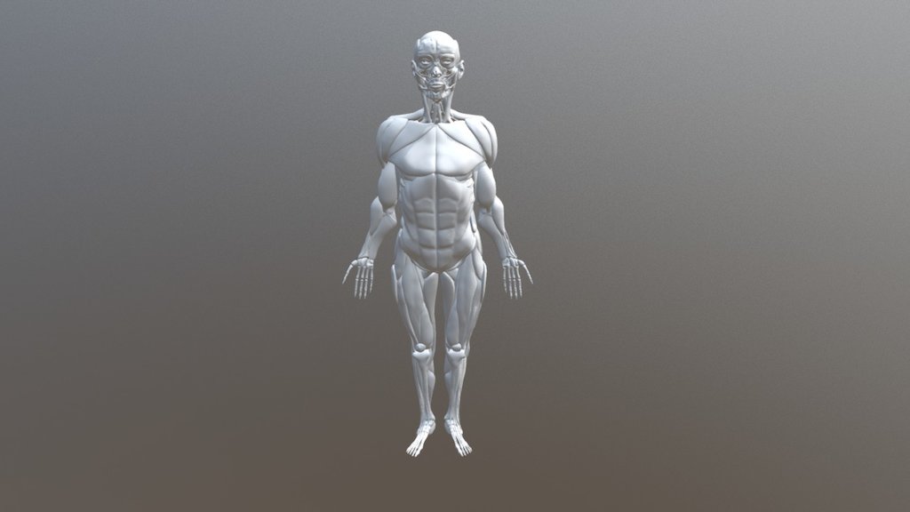 Human skeleton with muscles - 3D model by Diegojar [a6b7a0a] - Sketchfab