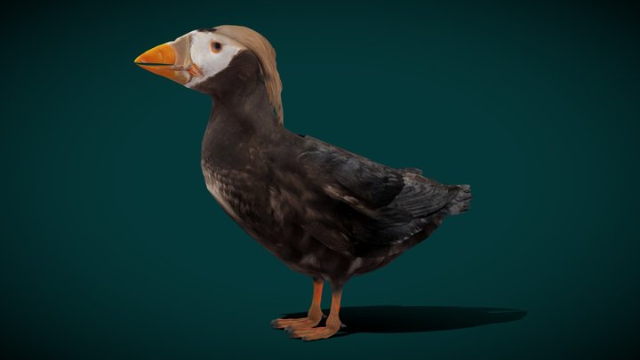 Puffin 3D models - Sketchfab