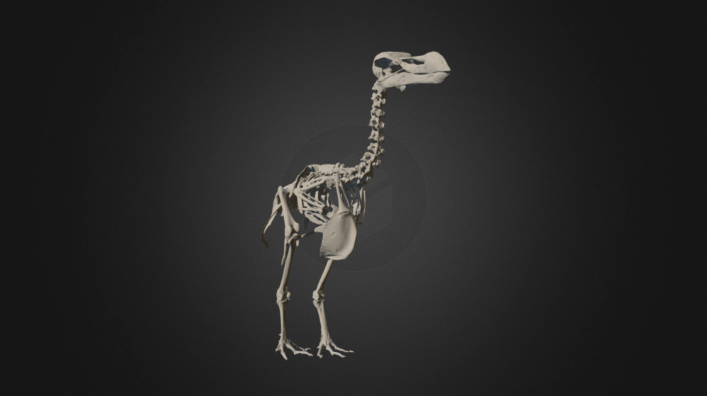 Durban Dodo Skeleton - Museum Scan - 3D model by Aves 3D (@aves3d ...