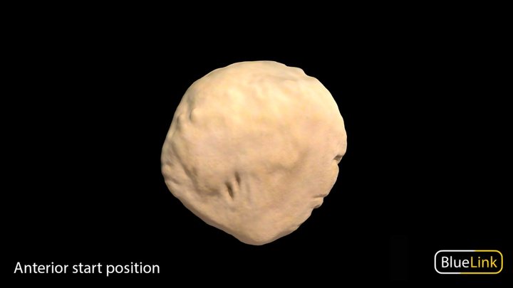 Patella 3D models - Sketchfab