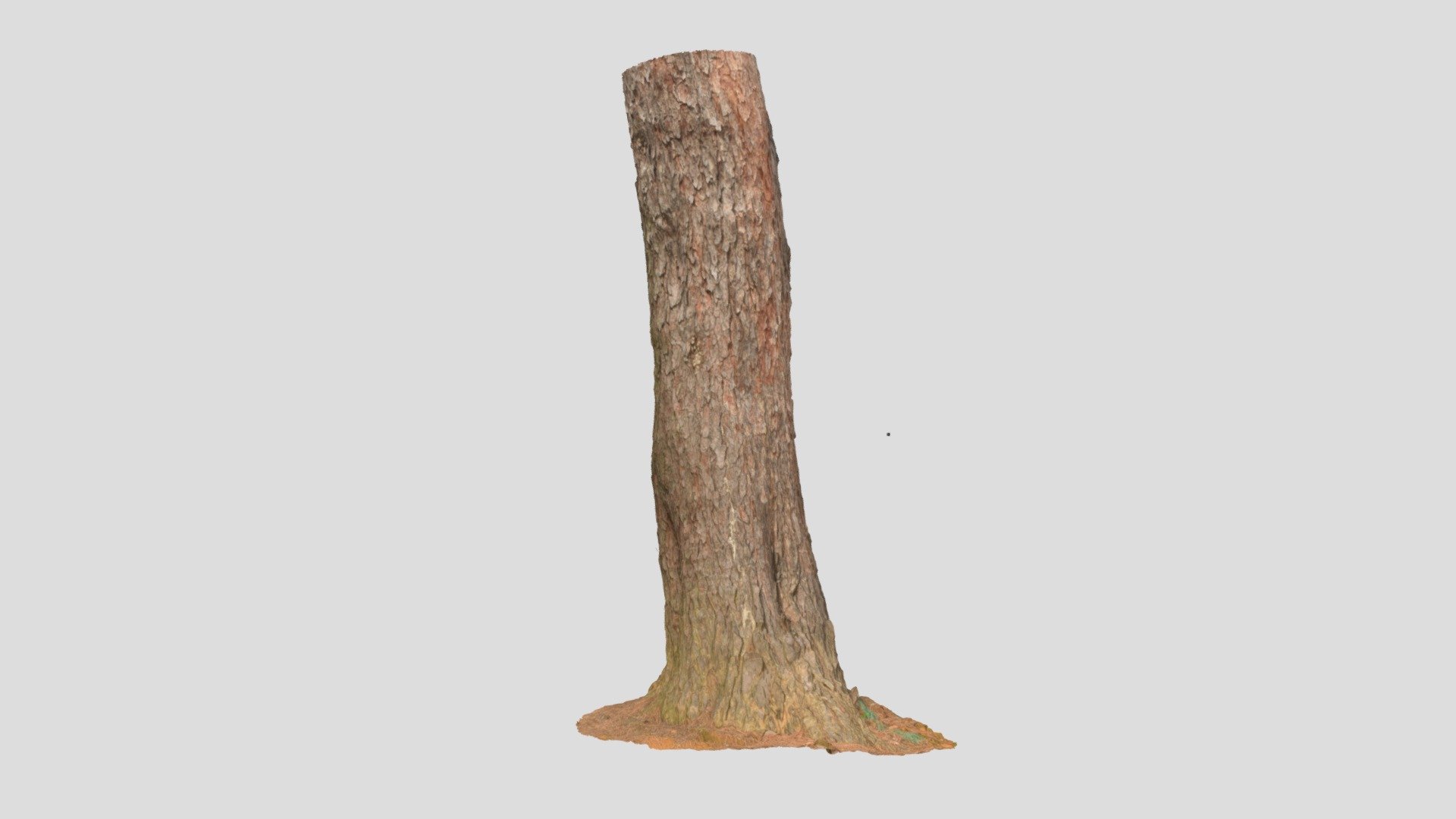 CC0 アカマツ 🌲 Japanese Red Pine, Pinus densiflora - Download Free 3D model ...