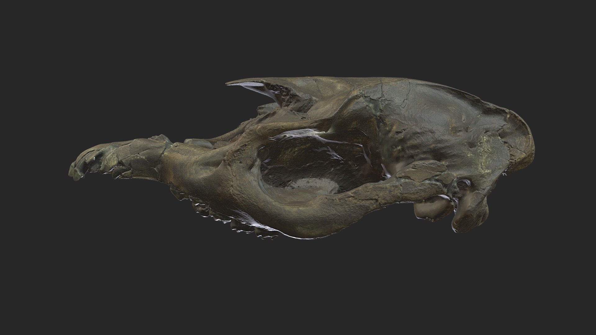ETMNH 12729, Tapir Cranium - Download Free 3D model by Gray Fossil Site ...
