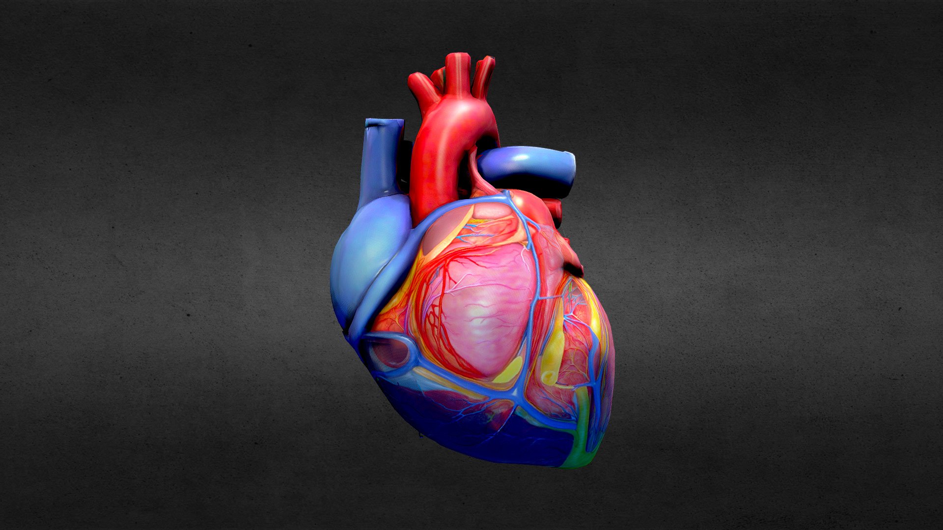 Heart Toon Cardiac Cycle #heart #animated - 3D model by flarar-01 ...