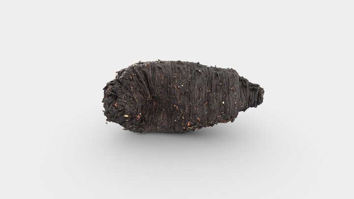 Puparium 3D models - Sketchfab