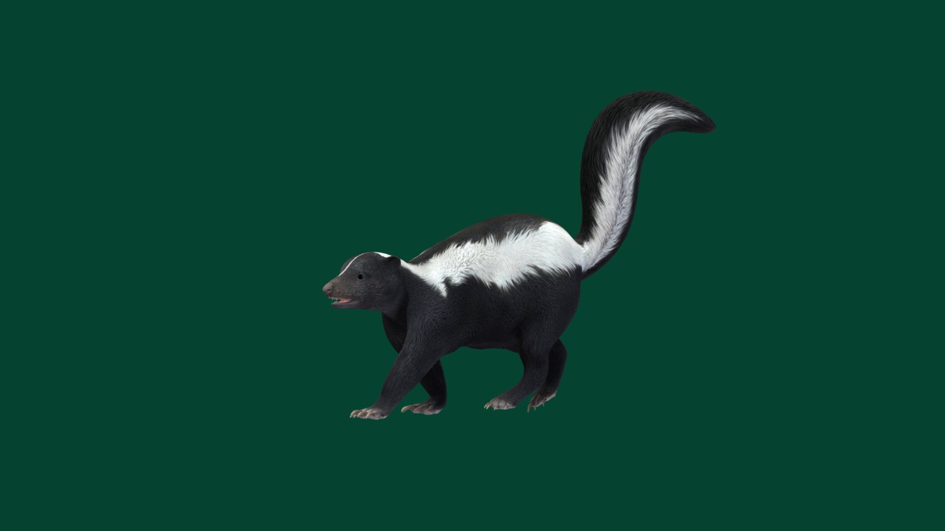 Skunk (GameReady) - Buy Royalty Free 3D model by Nyilonelycompany ...