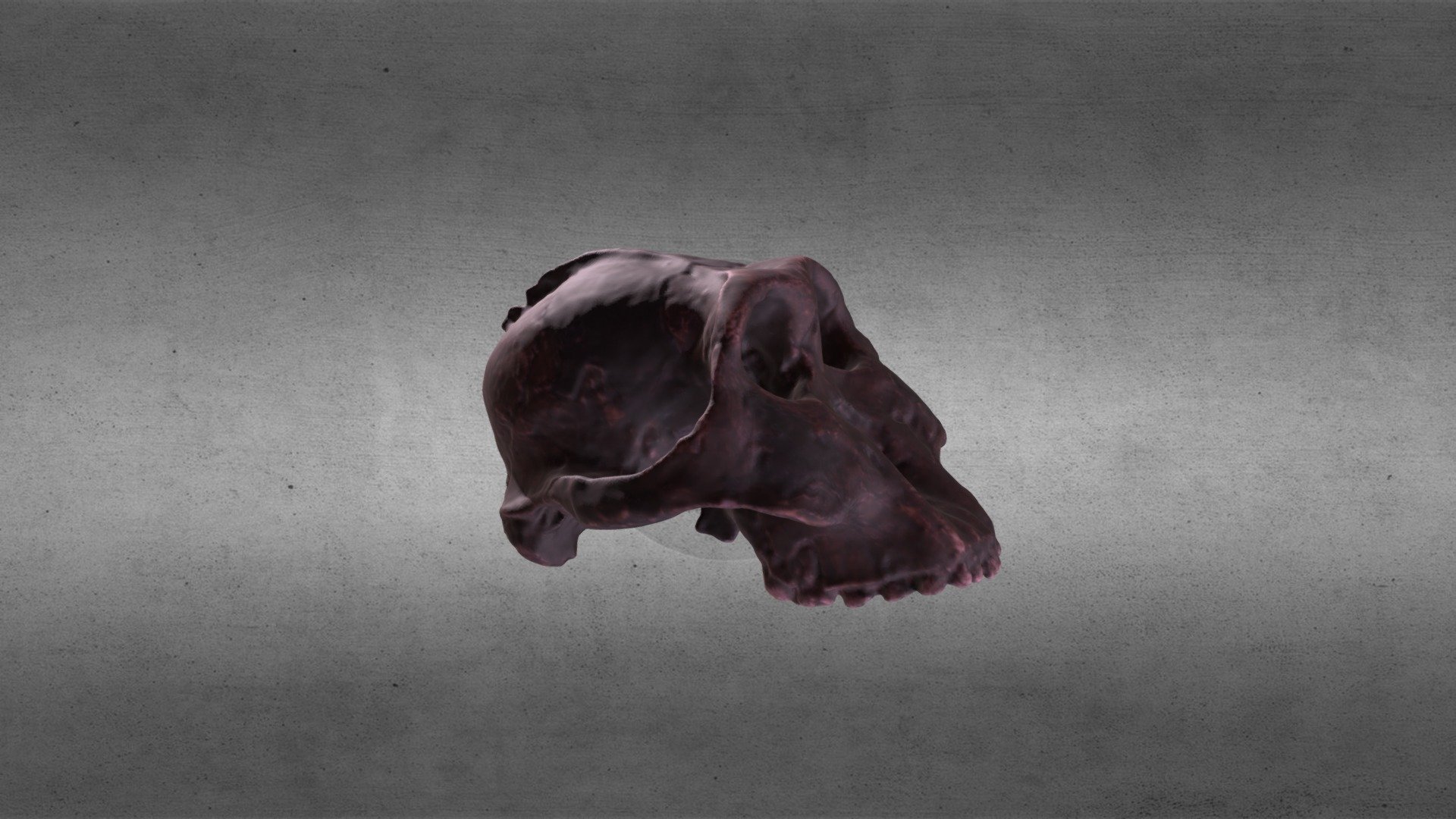 Paranthropus Boisei - 3D model by Arqueología y Didáctica Start Up ...