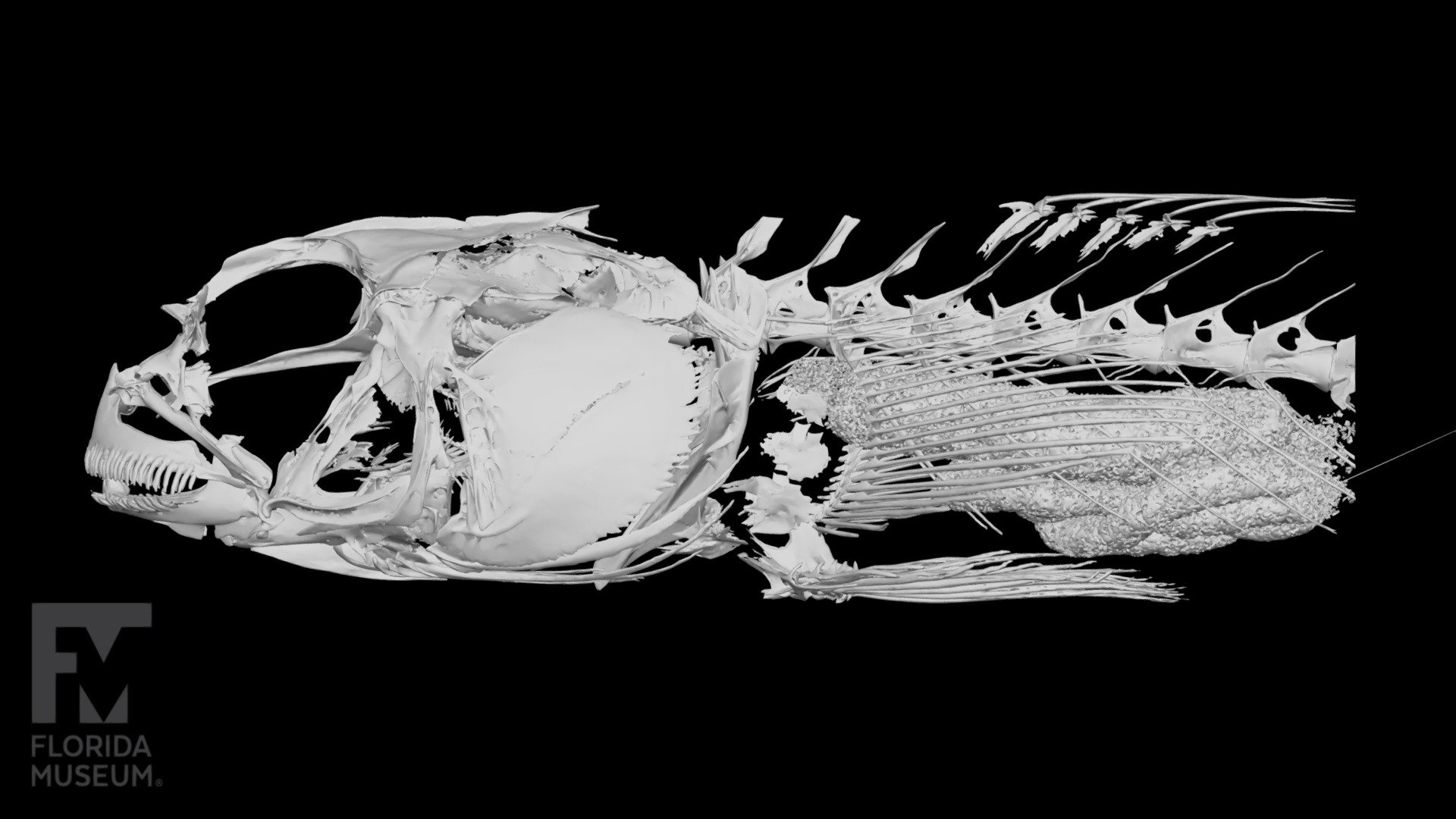 Mudskipper CT Scan, Oxudercidae - 3D model by FloridaMuseum [a6c7af6 ...