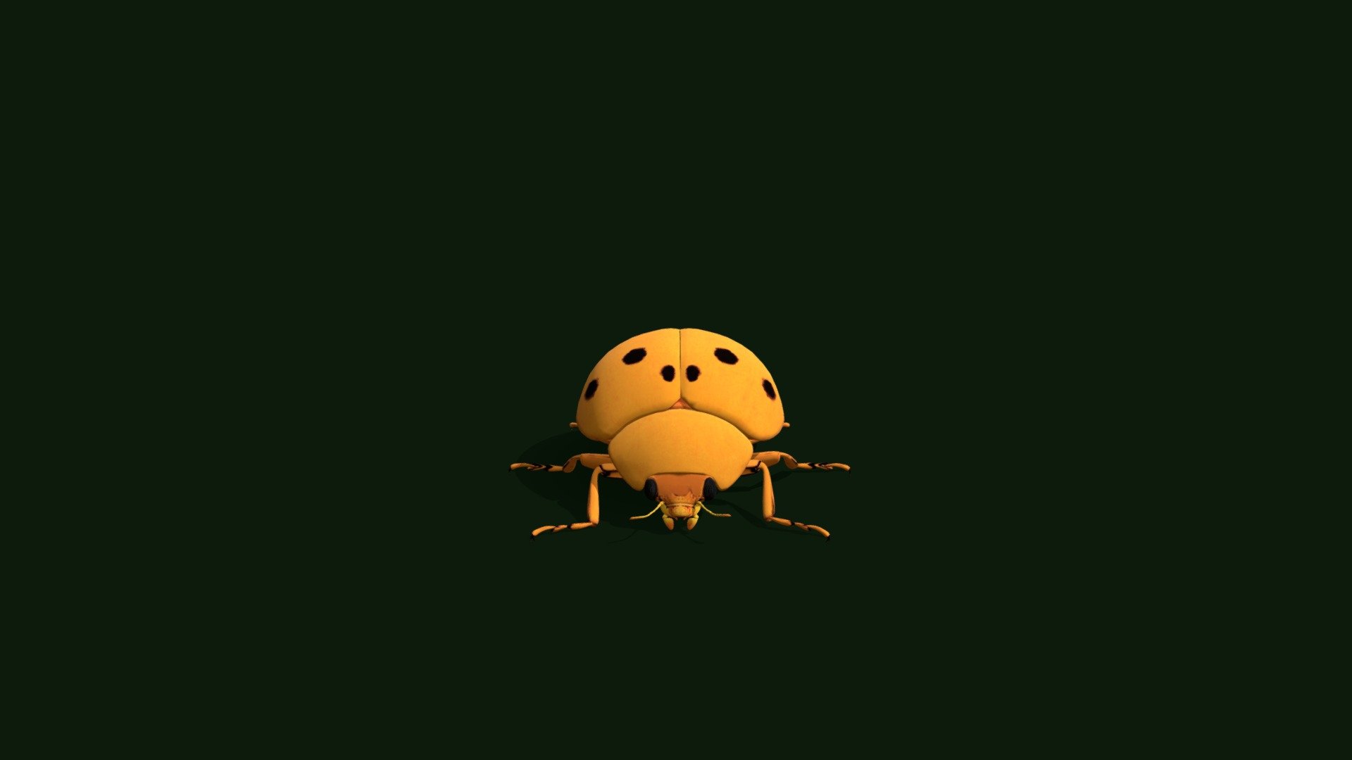 Mexican Bean LadyBug - 3D model by kenchoo [a6c85e9] - Sketchfab