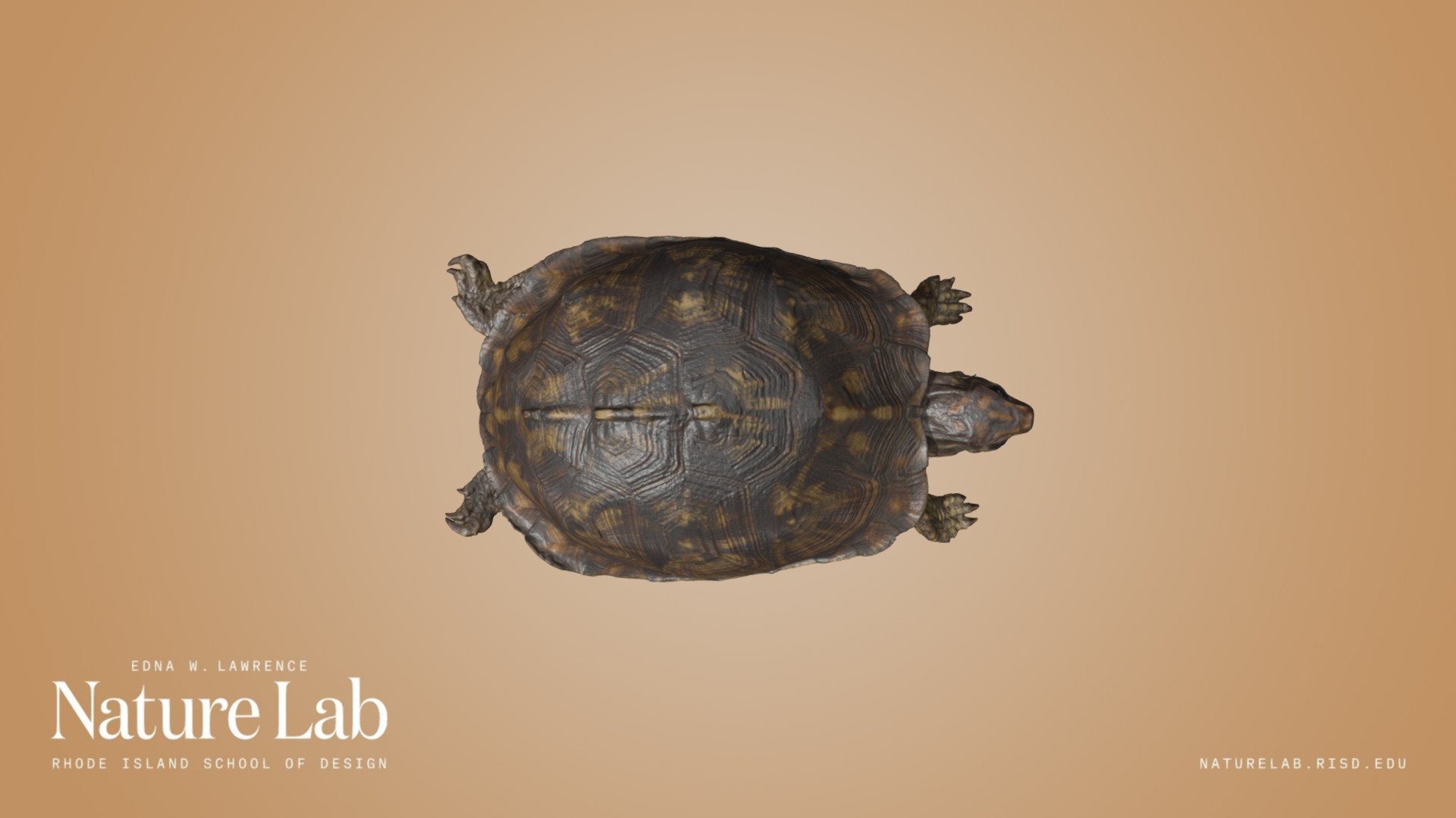 Eastern Box Turtle - Download Free 3D model by RISD Nature Lab ...