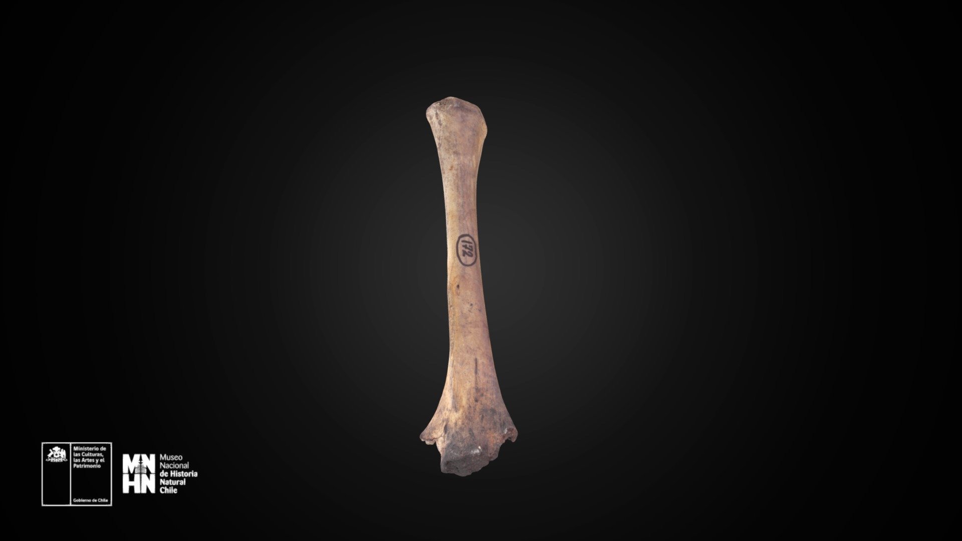 Tibia de Moa - Download Free 3D model by Museo Nacional de Historia Natural de Chile (@MNHNcl ...