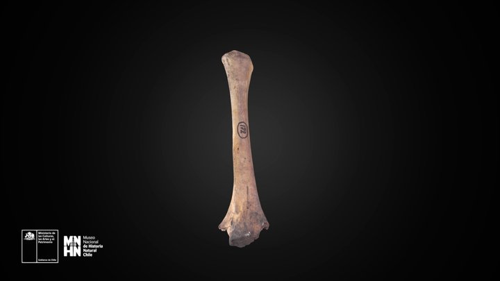 Tibia 3D models - Sketchfab