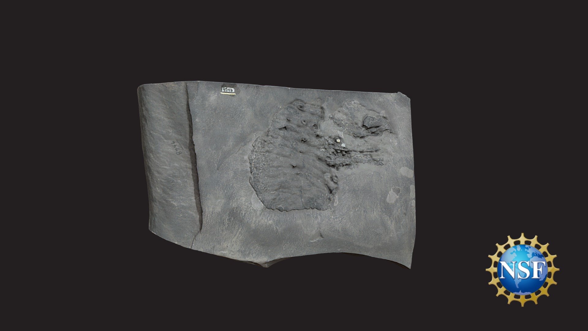 CMNH 8746, Placoderm scapulocoracoid - 3D model by Cleveland Museum of ...