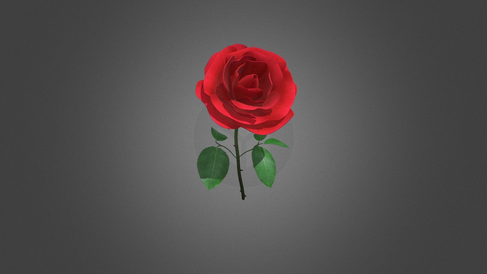 Rose - Buy Royalty Free 3D model by greenlive [a6d1ff8] - Sketchfab Store