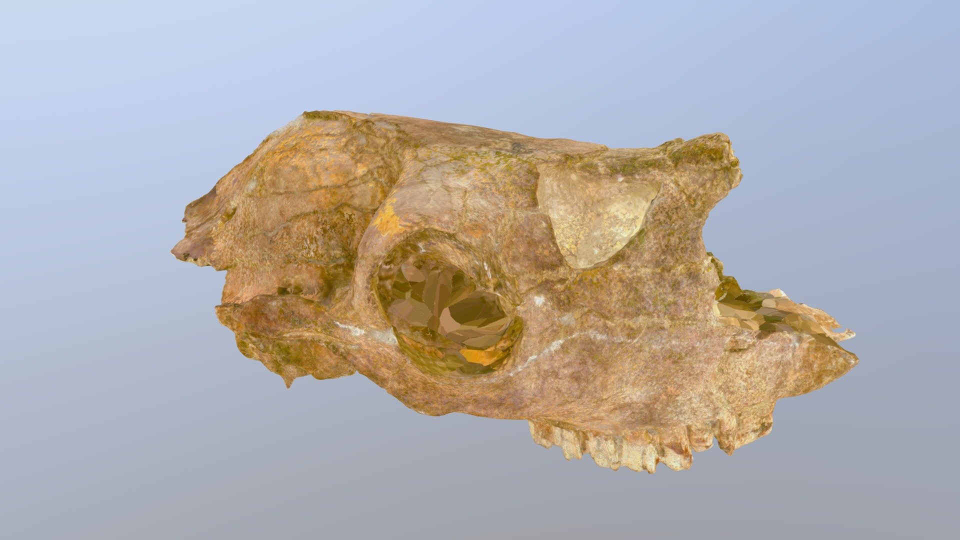 Camel Skull with Carnivore Damage (VCU_3D_2174) - 3D model by Virtual ...