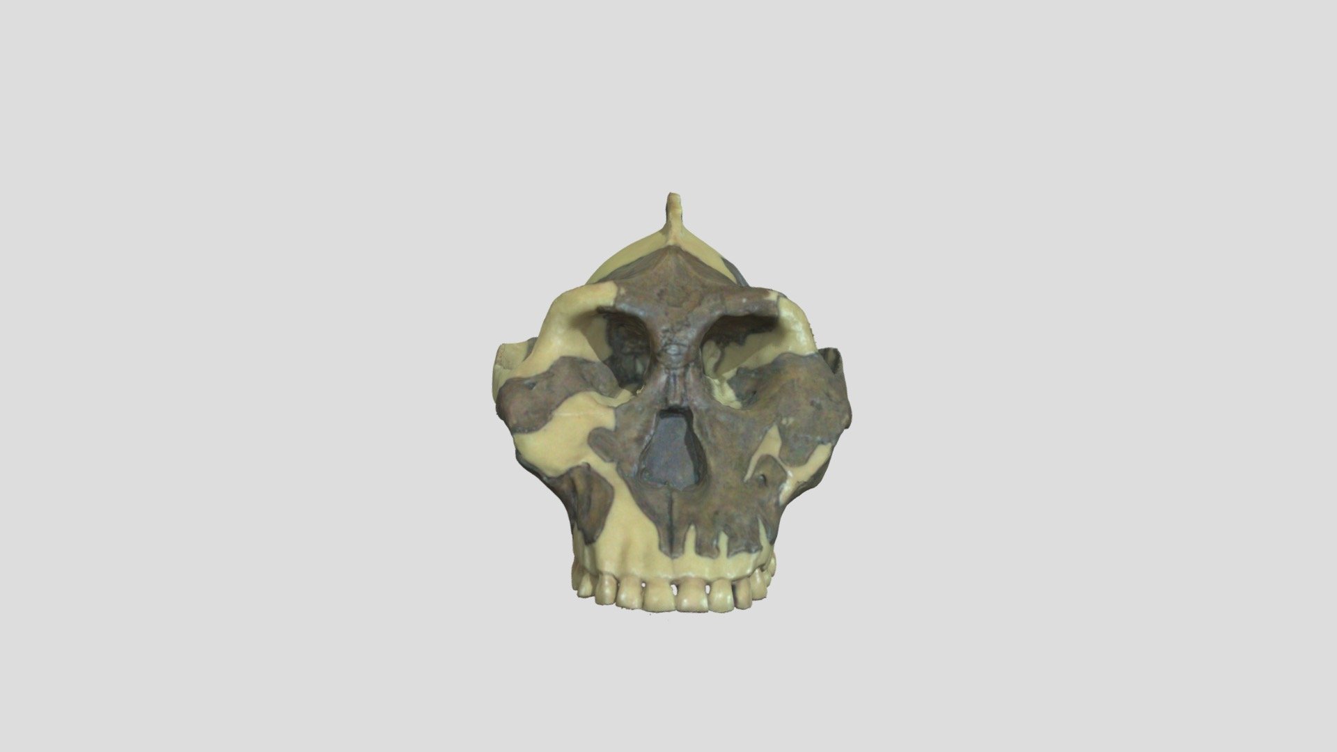 Australopithecus aethiopicus - 3D model by Digital Learning Studio ...