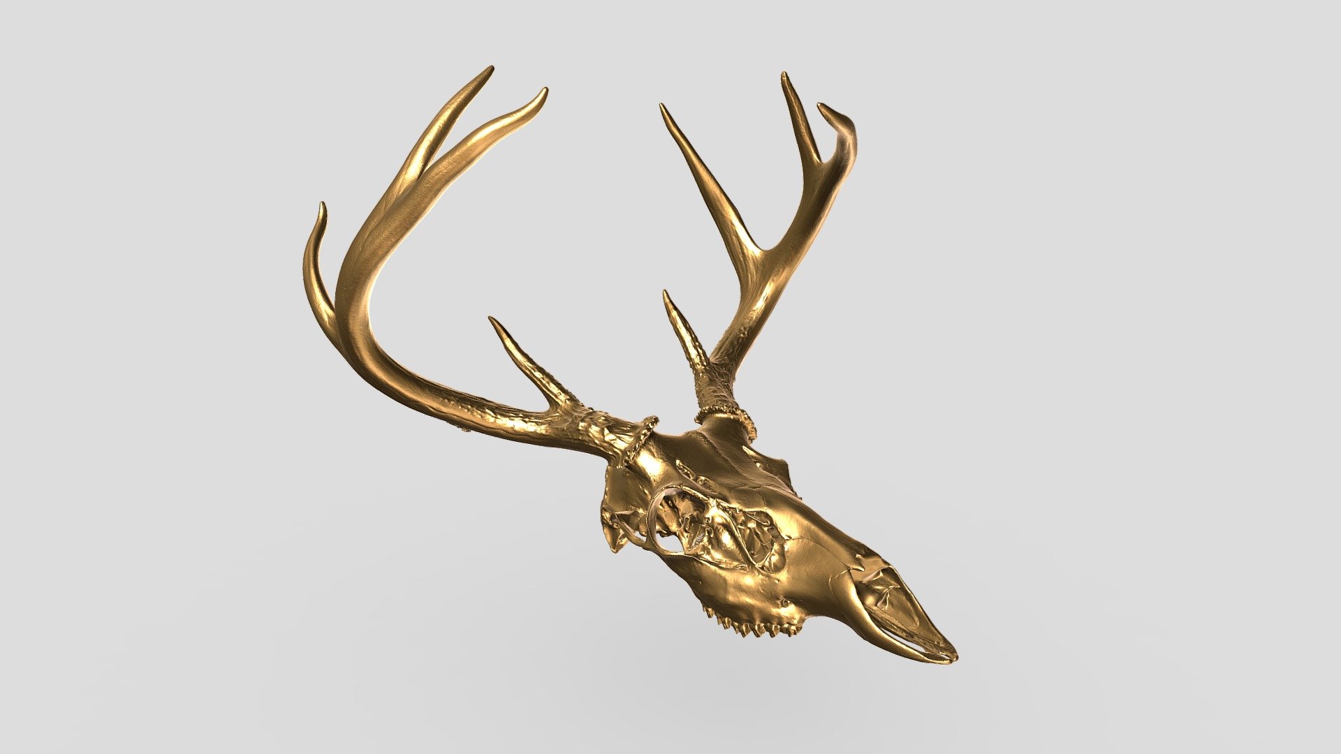 Deer Skull - Download Free 3D model by Diana Liu (@Diana123456 ...