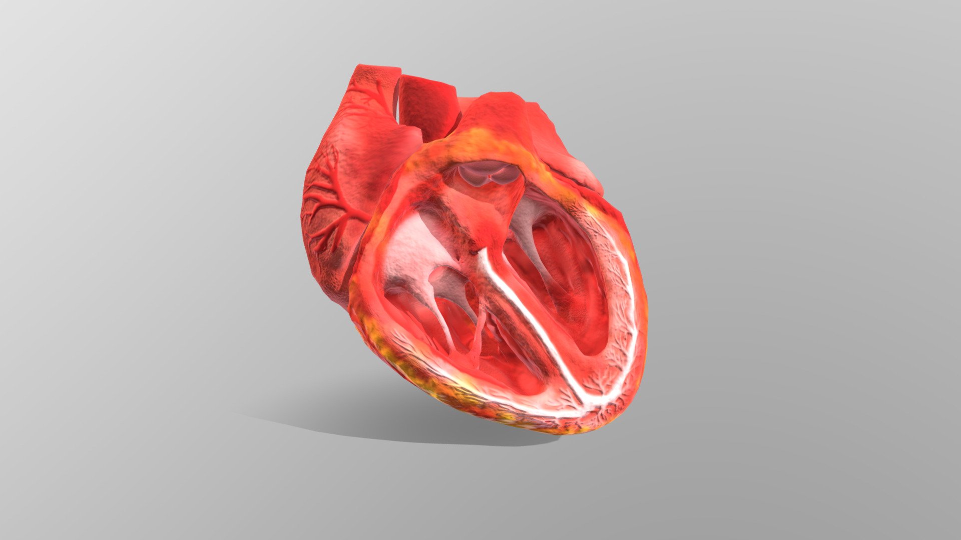 uploads_files_307265_Heart-FBX copy - 3D model by Snorkle [a6ed47a ...