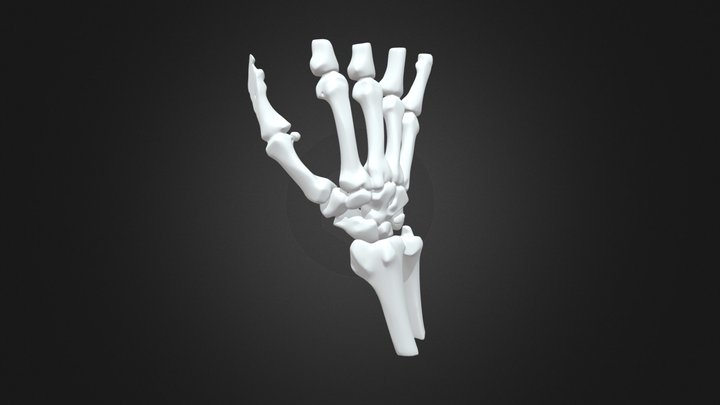Triquetral_bone 3D models - Sketchfab