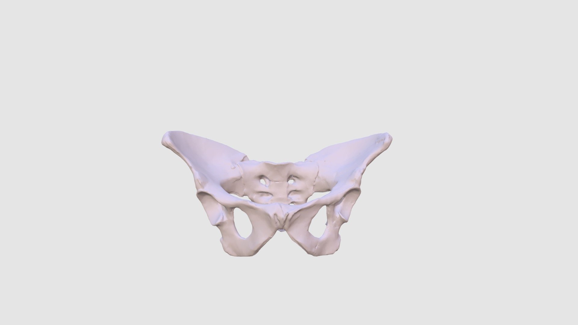 Lucy Pelvis Reconstruction - 3D model by Dartmouth (@dartmouth-college ...